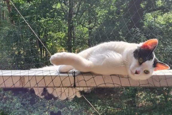 Pip - Verhuisdieren.nl