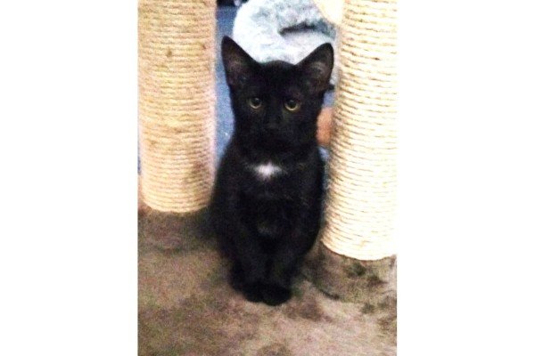 Hermelien - Verhuisdieren.nl