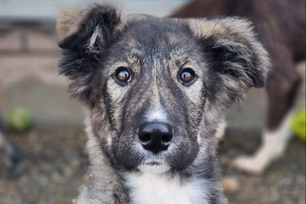Lacy - Verhuisdieren.nl