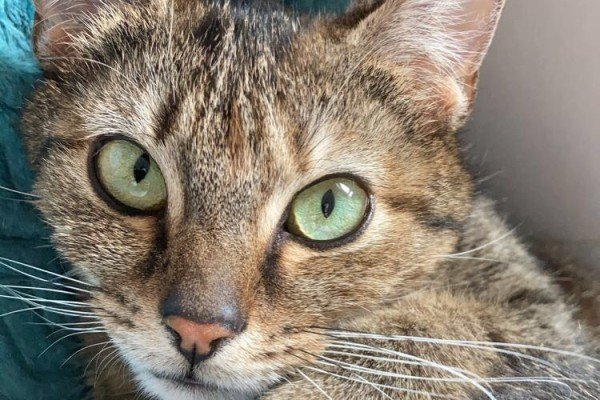 Billy - Verhuisdieren.nl