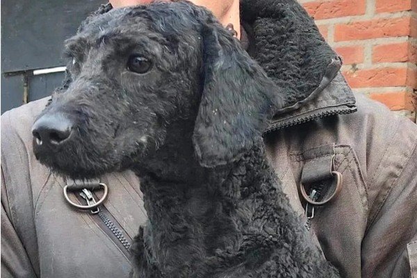 Doedel - Verhuisdieren.nl