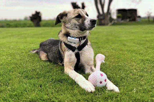 Fygo - Verhuisdieren.nl