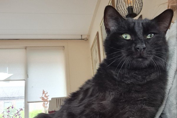 Tux - Verhuisdieren.nl