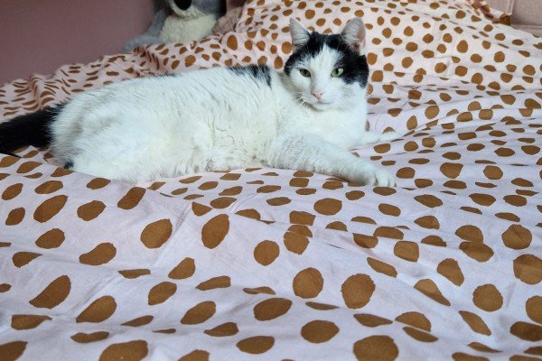 Mauwie - Verhuisdieren.nl