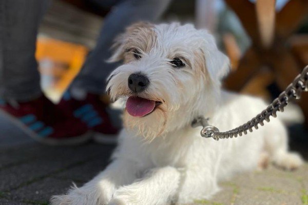 Juni - Verhuisdieren.nl