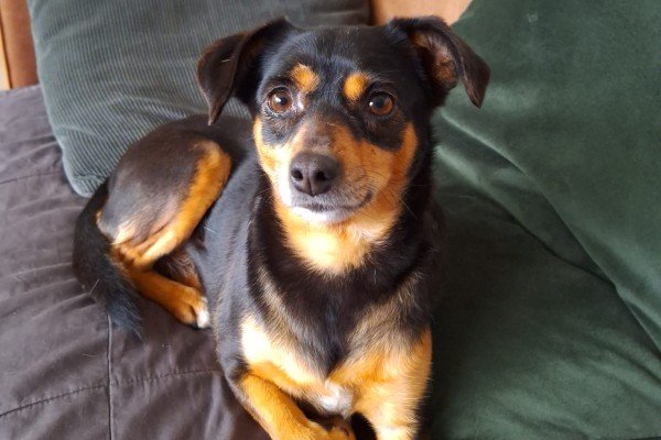 Pipini - Verhuisdieren.nl