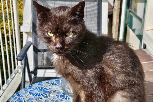 Droppie - Verhuisdieren.nl