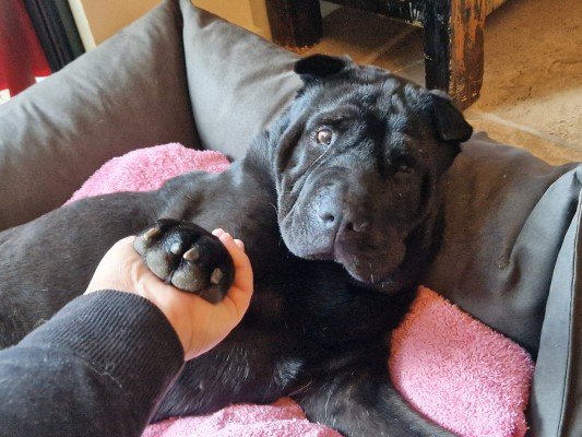 Indi - Verhuisdieren.nl