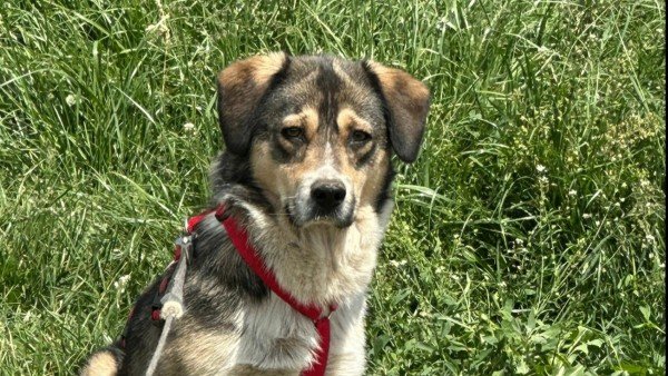 Zera - Verhuisdieren.nl