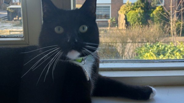 Angry - Verhuisdieren.nl