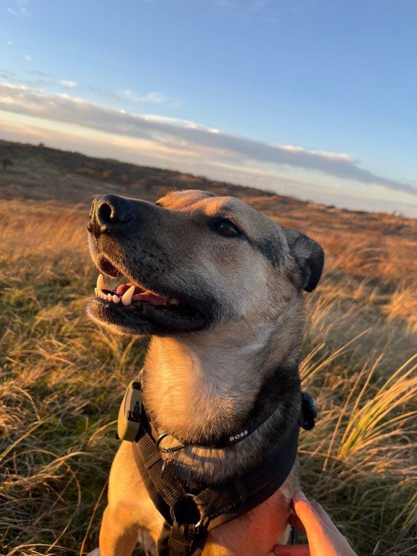 Ates - Verhuisdieren.nl