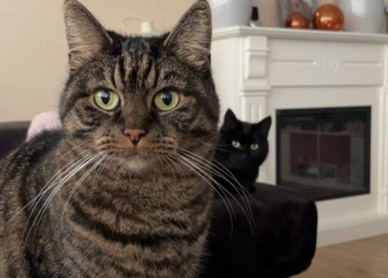 *SPOED* Daisy + Toby - Verhuisdieren.nl