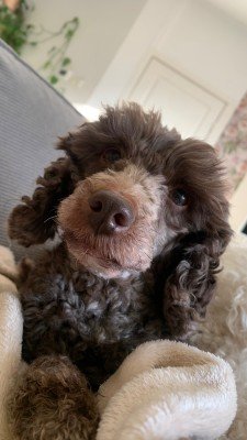 Juna - Verhuisdieren.nl