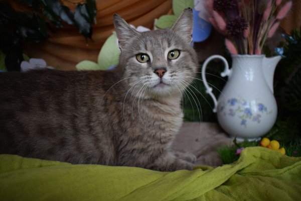 Milli Vanilly - Verhuisdieren.nl