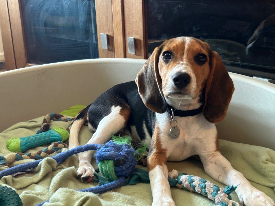 Dimphy - Verhuisdieren.nl