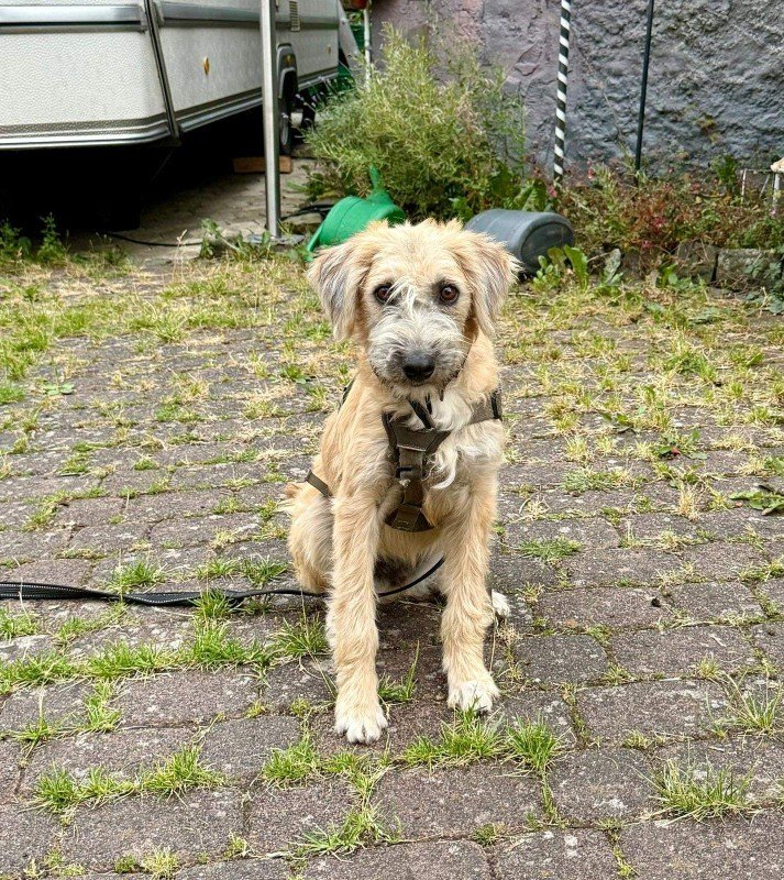 Pitir - Verhuisdieren.nl