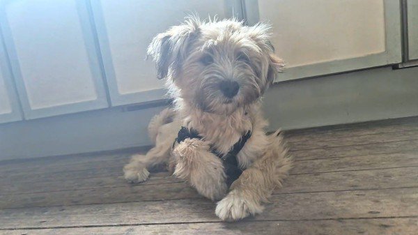 Cioba - Verhuisdieren.nl