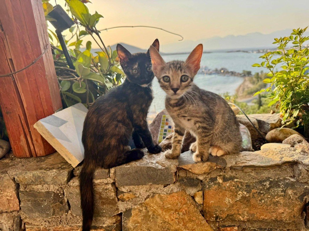 Zebe - Verhuisdieren.nl
