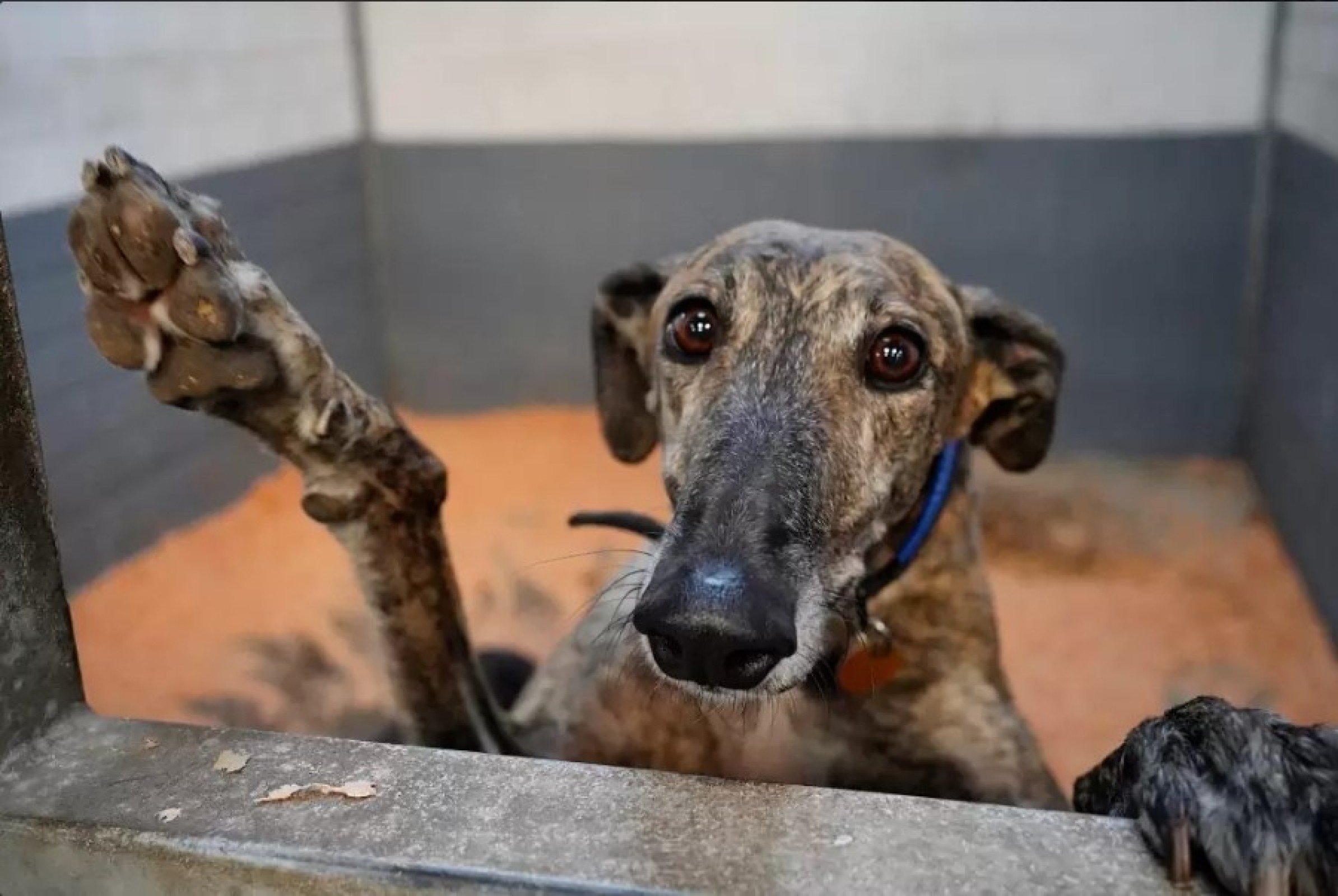 Het Spaanse jachtseizoen is van start: ´Dit betekent de dood van ...