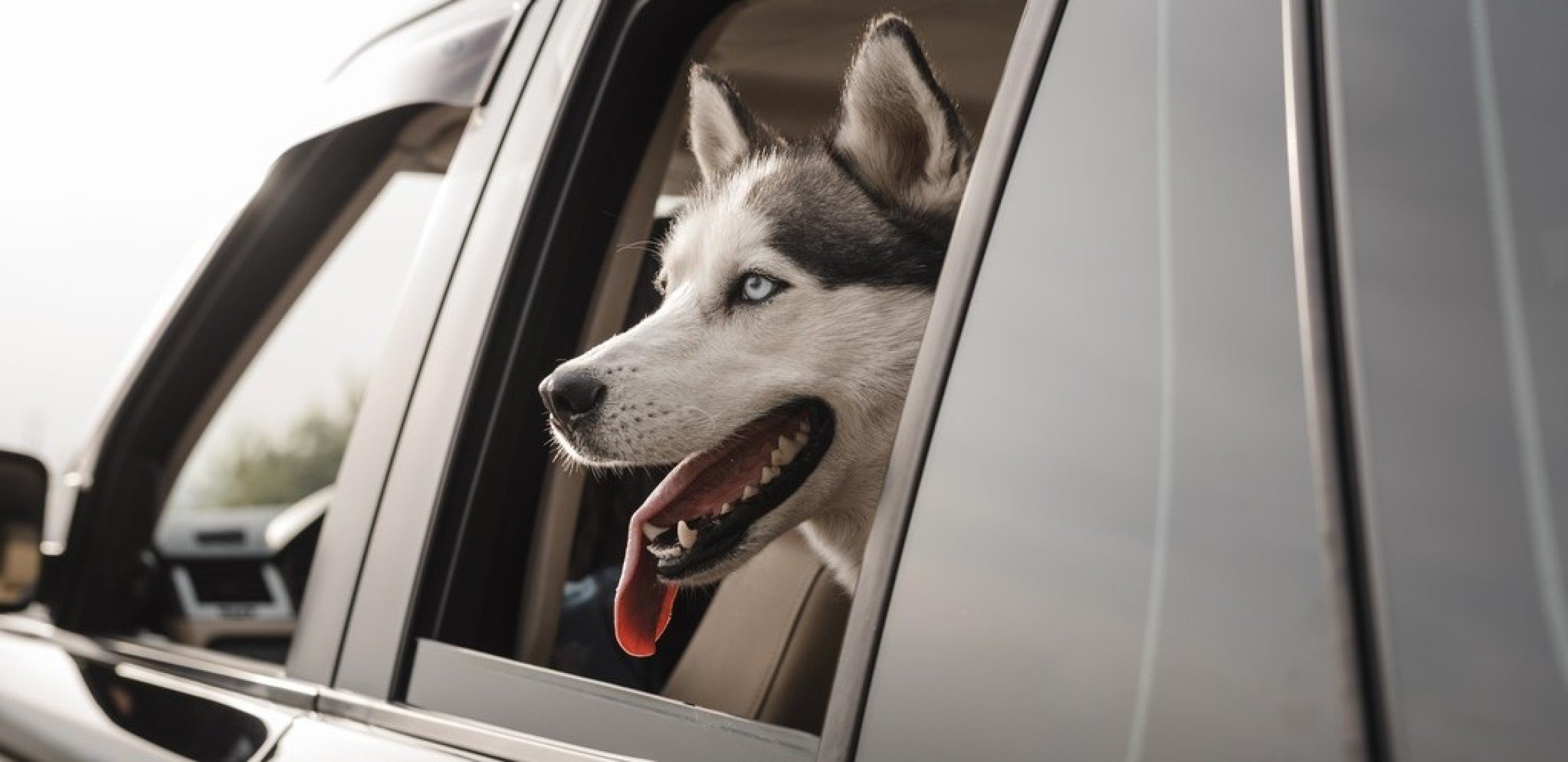 Antwerpse politie bevrijdt oververhitte hond uit geparkeerde auto ...