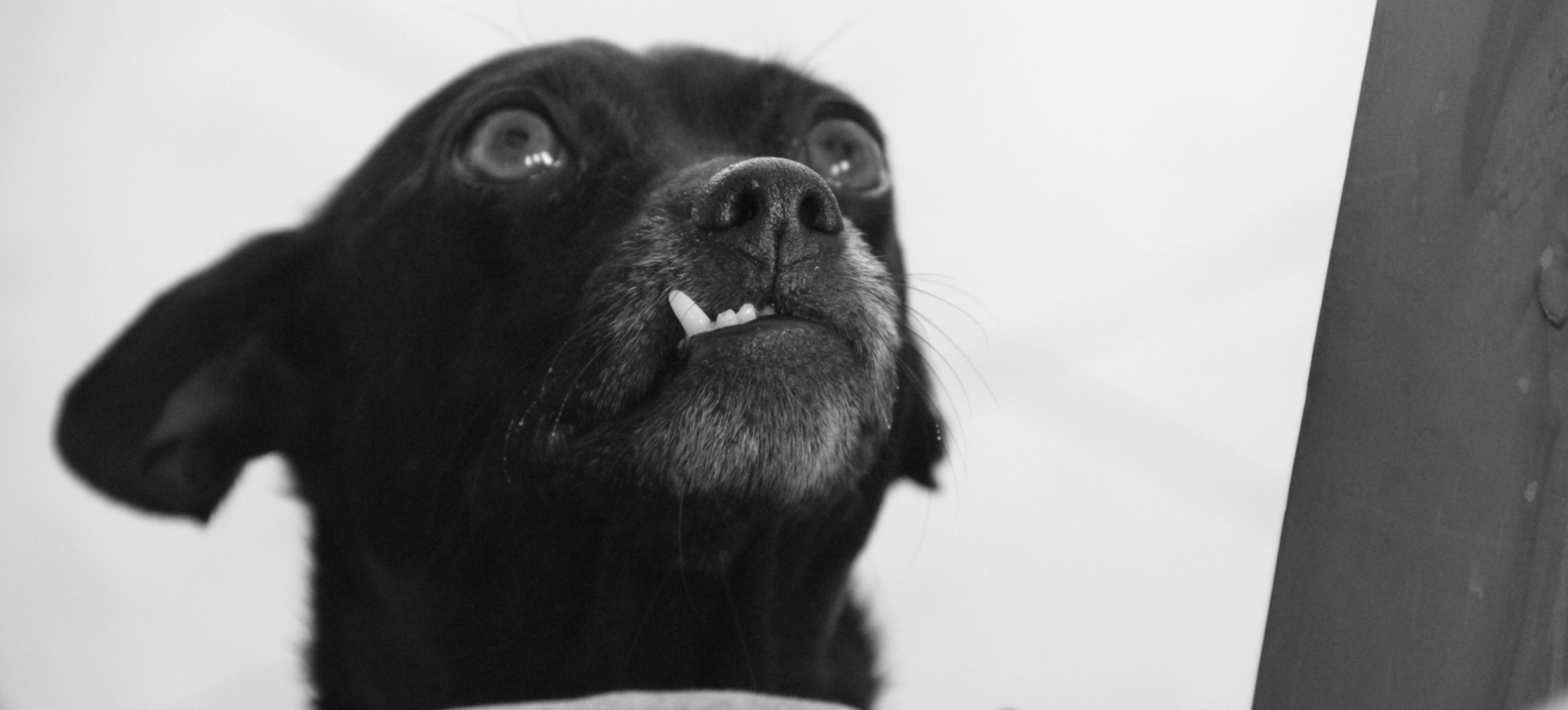 Gezond gebit bij hond of kat is écht belangrijk - Verhuisdieren.nl