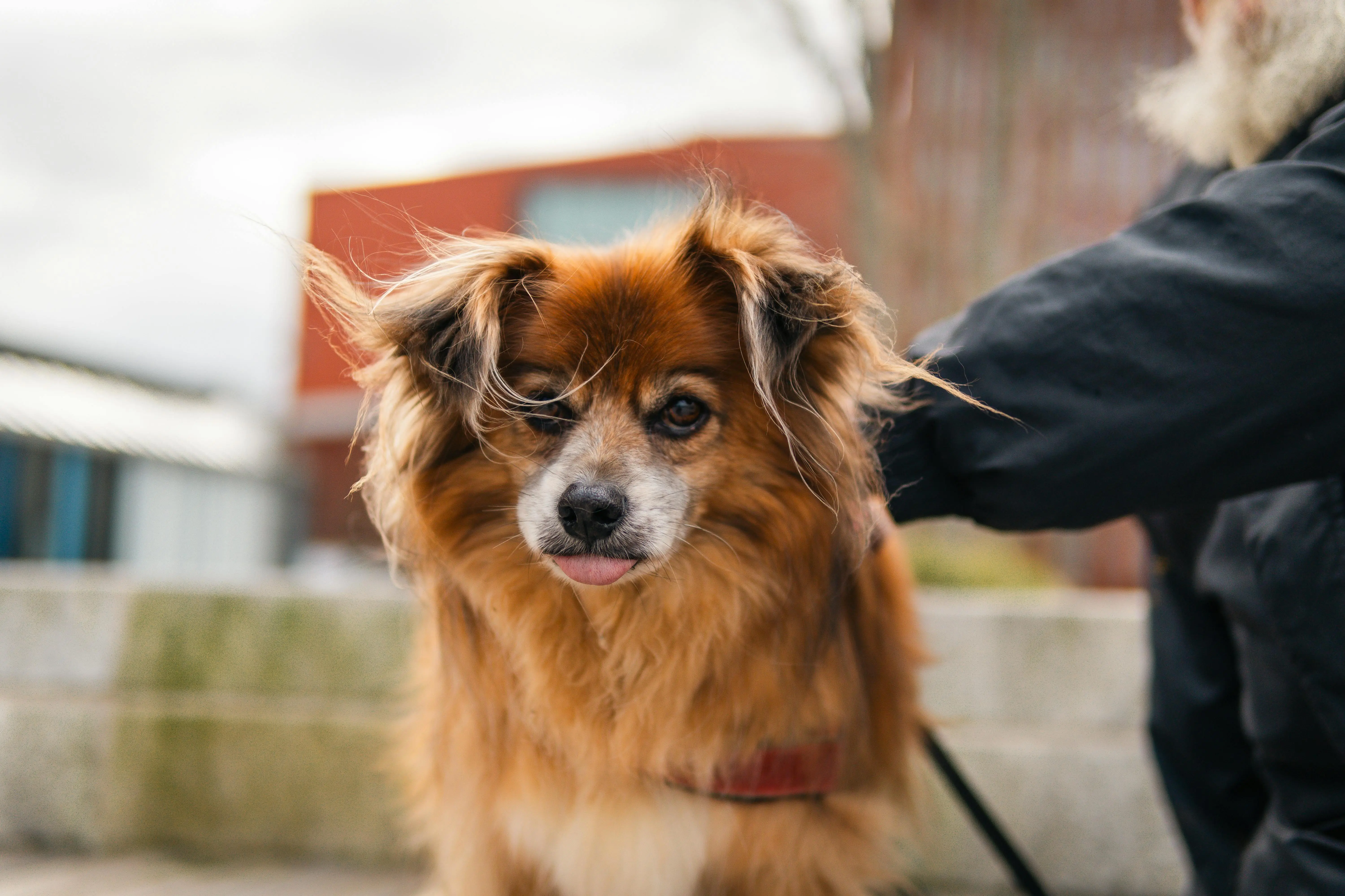 Een hond adopteren als je senior bent? Zeker doen! - Verhuisdieren.nl
